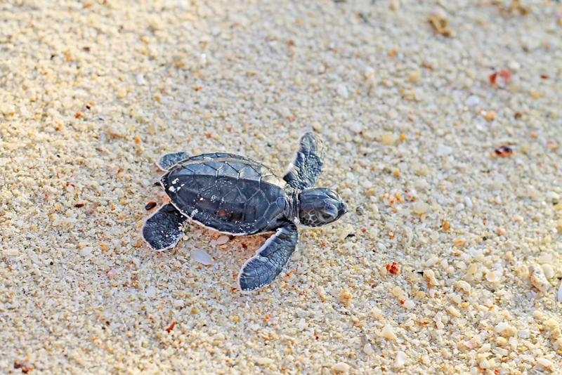 Turtle Hatchery Program