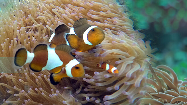 Coral Reef Building Project