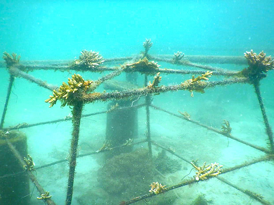 Coral Reef Building Project