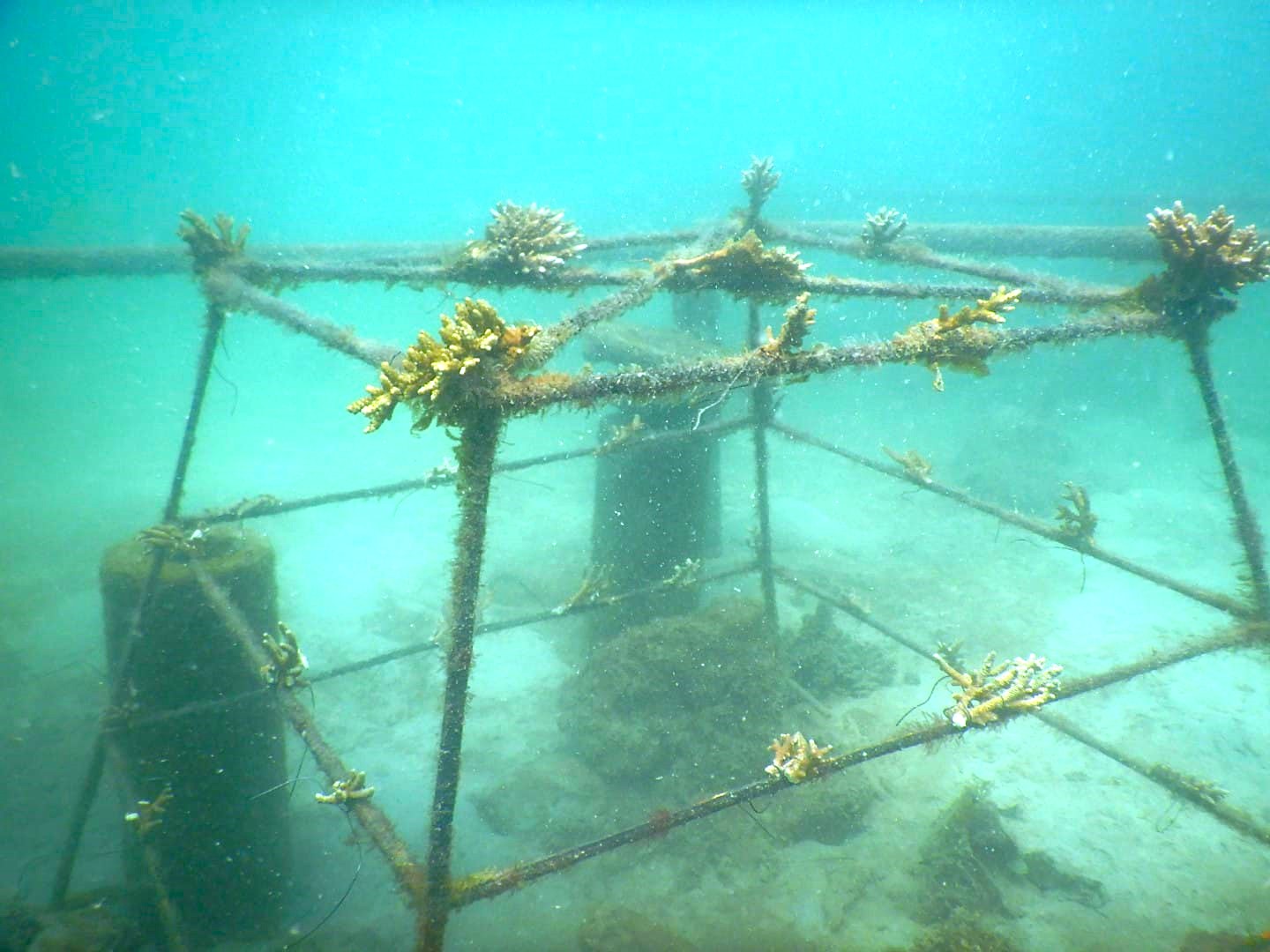 Nirwana Gardens Commences Coral Reef Building Project to Promote Marine ...