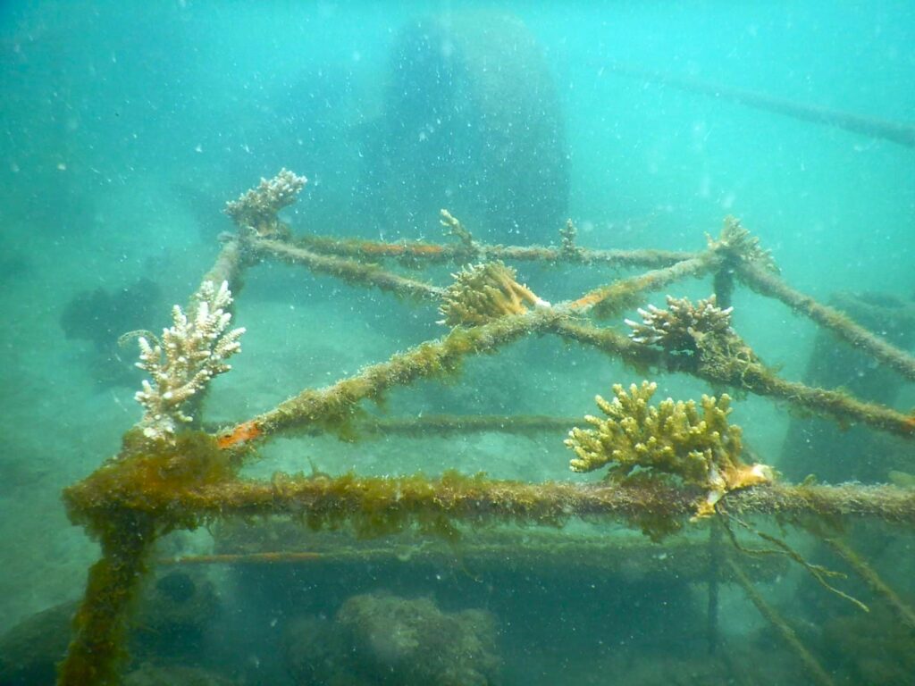 Coral Reef Building Project