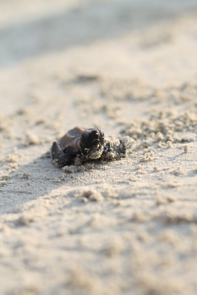 132 Baby Hawksbill Turtles Successfully Reintroduced to Natural Habitat