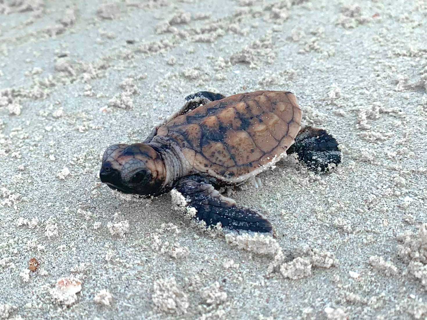 Baby Hawksbill Sea Turtle Turtle Tracker News
