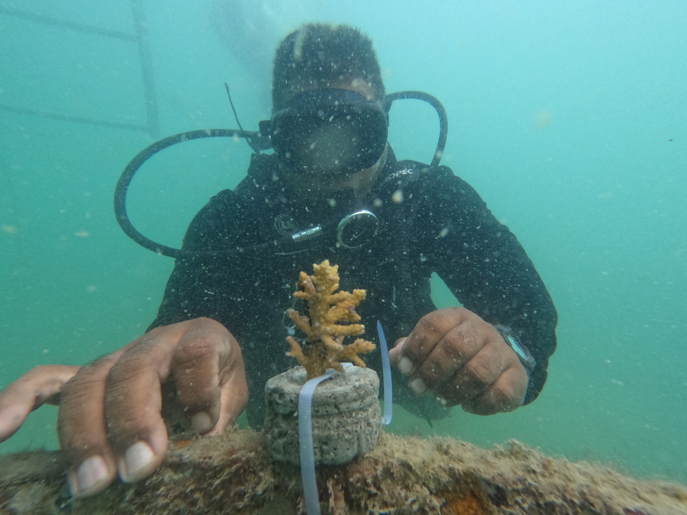 Protecting Tomorrow’s Ocean, Today – Coral Planting at Nirwana Gardens.